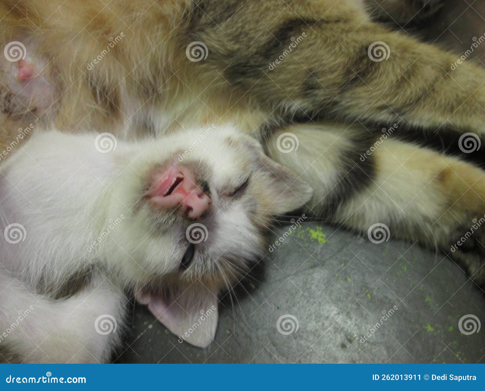 Cute Kitten Sleep Tight on the Floor Stock Image - Image of kitten, sleep: 262013911