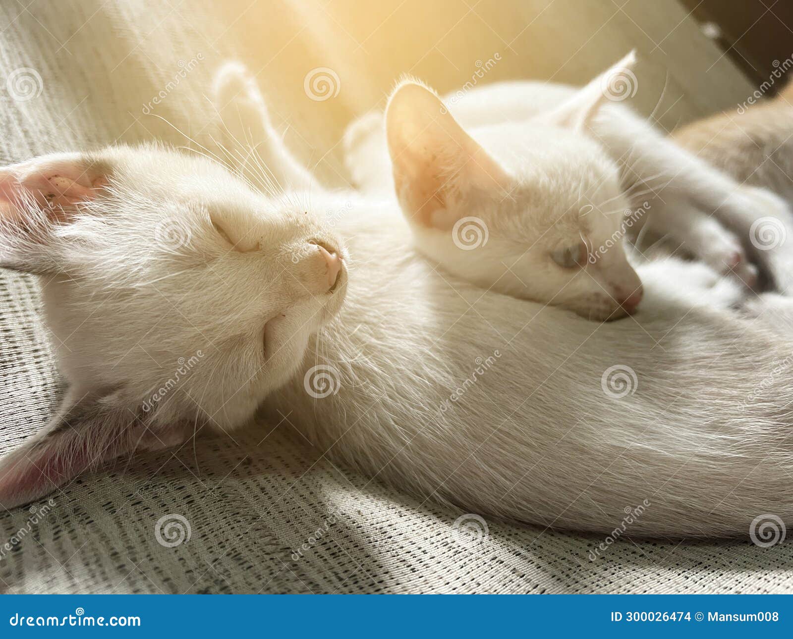 Cute Kitten Sleeping on Bed Stock Photo - Image of love, lying: 300026474