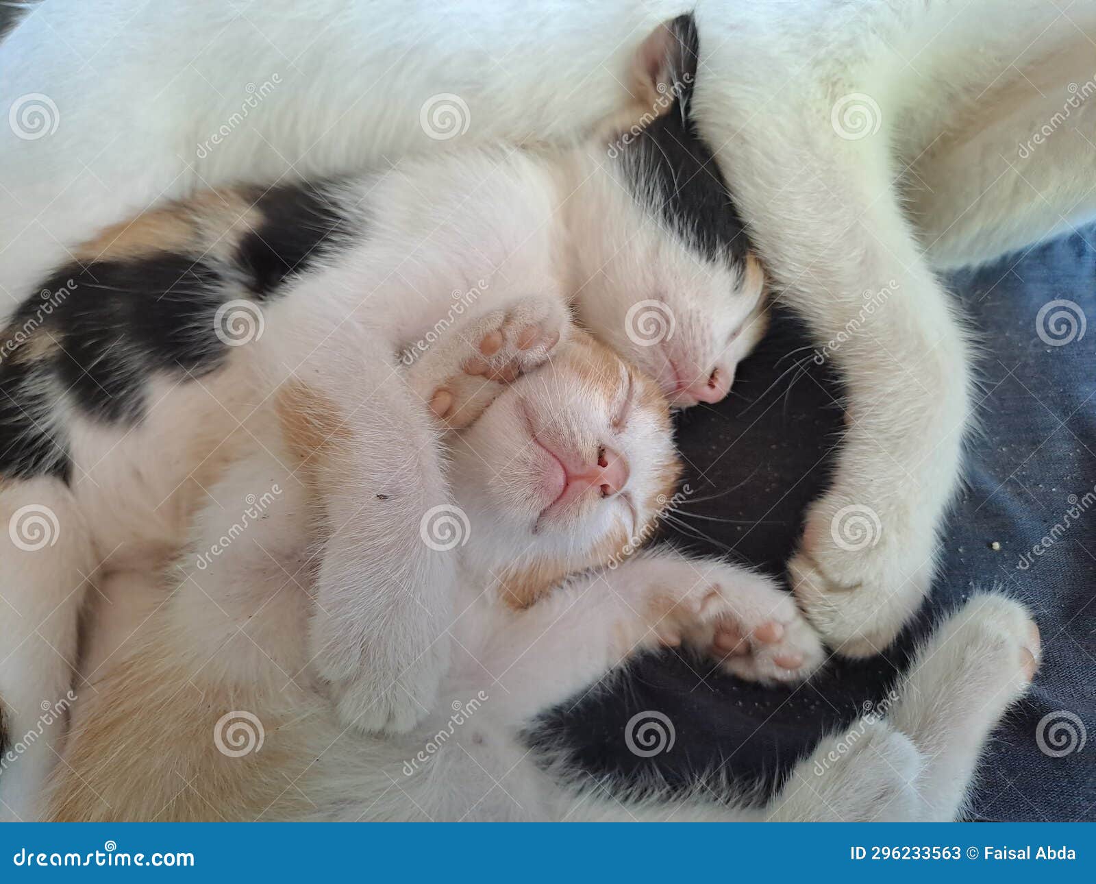 Cute Kitten Sleeping with Its Mother Stock Image - Image of mother, black: 296233563