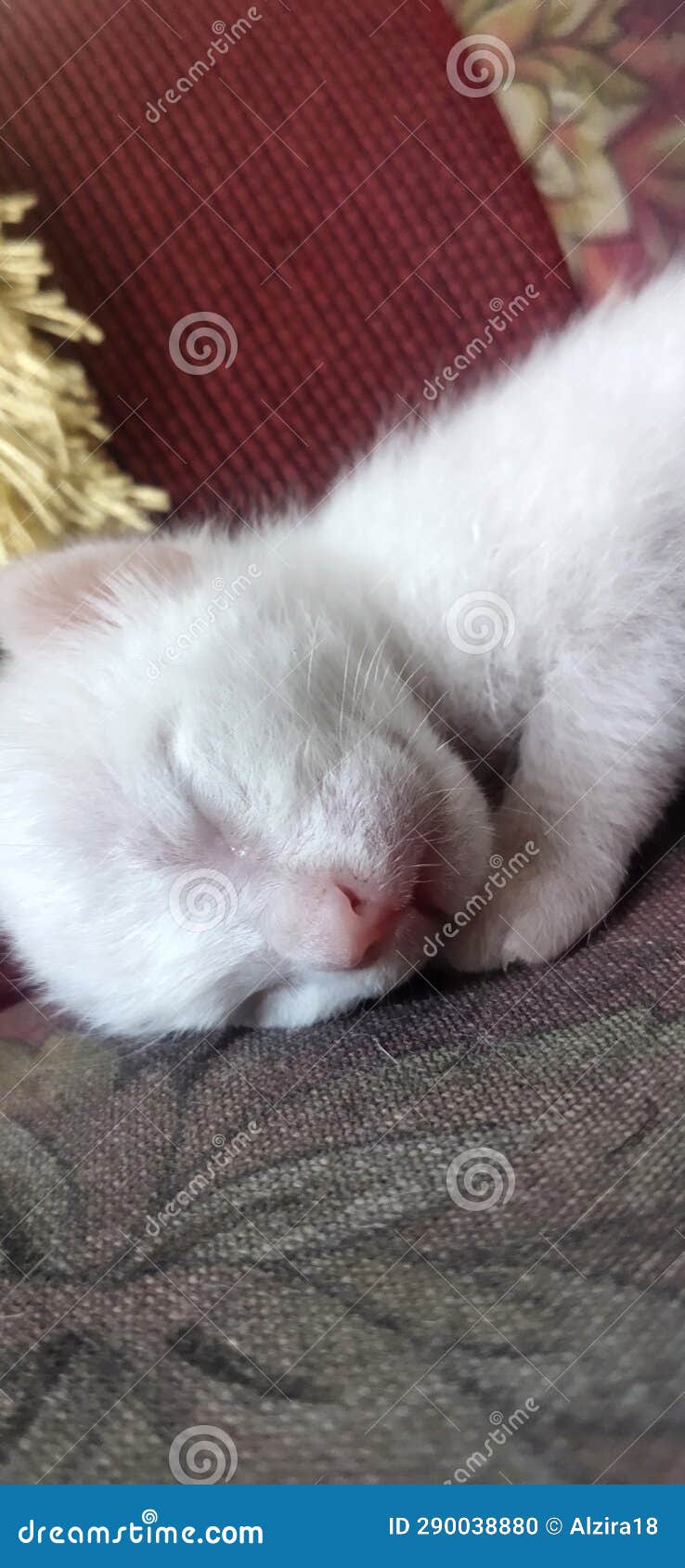 White Caty Stock Photos - Free & Royalty-Free Stock Photos from Dreamstime