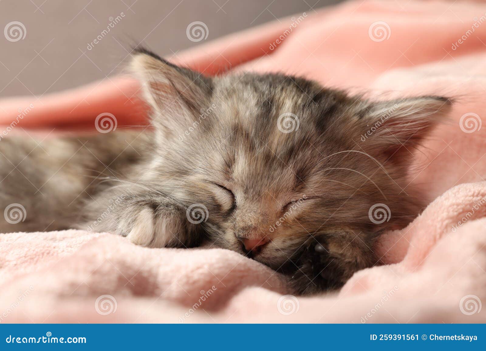 Cute Kitten Sleeping on Soft Pink Blanket Stock Image - Image of kitten ...