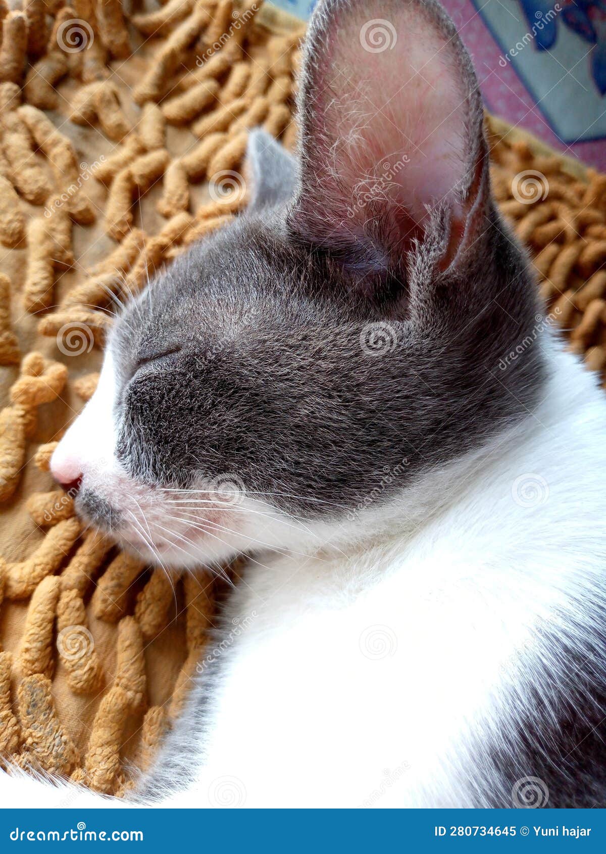 Cute Kitten Sleeping Soundly on a Carpet Stock Image - Image of ...