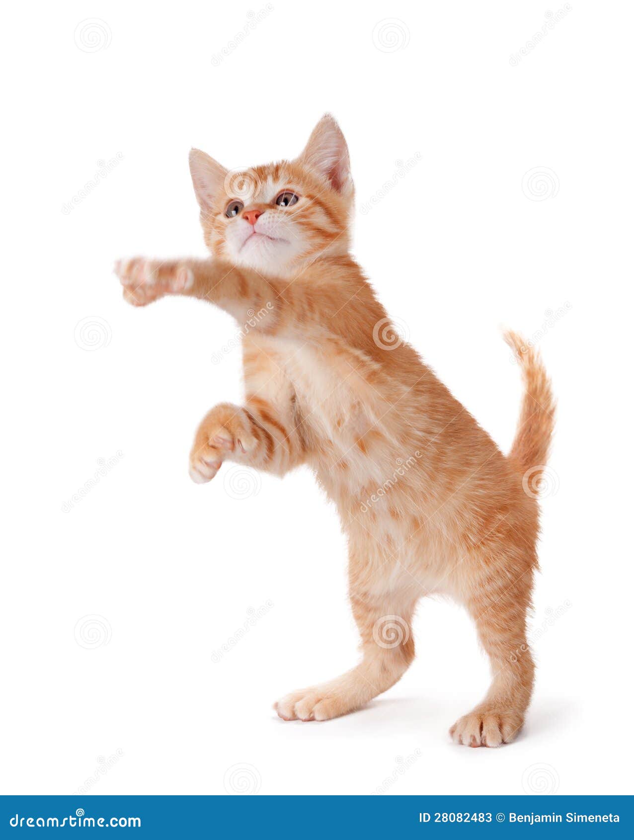 Cute Kitten Standing And Playing On White. Stock Image - Image of ...