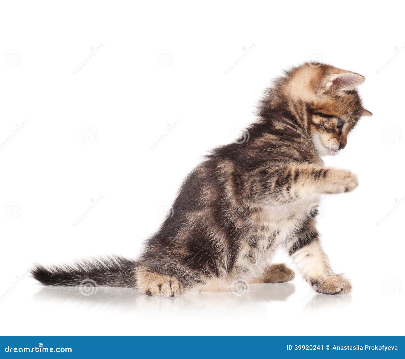 Cute kitten stock image. Image of curious, pretty, attention - 39920241
