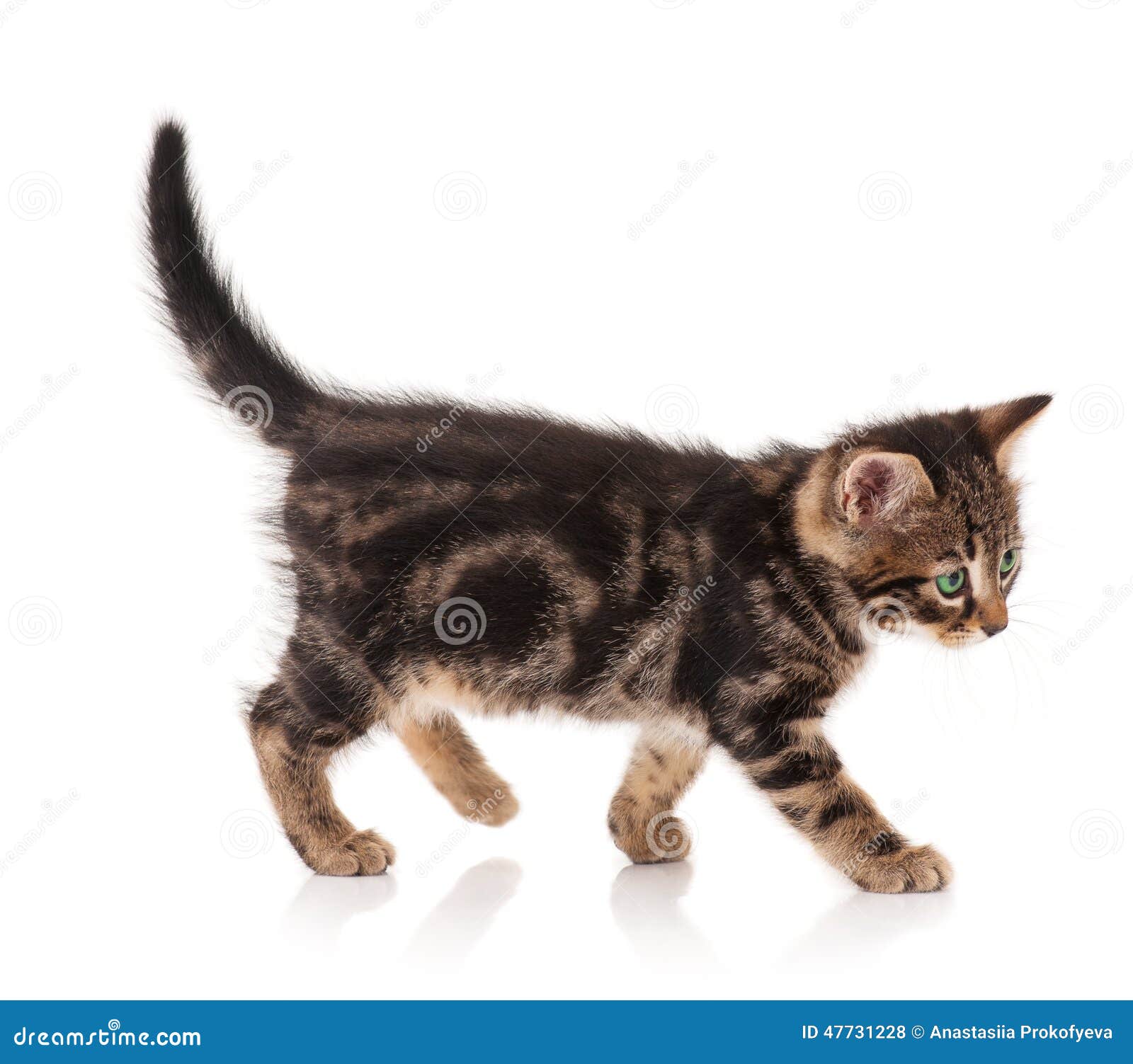 Cute kitten stock photo. Image of cutout, little, baby - 47731228