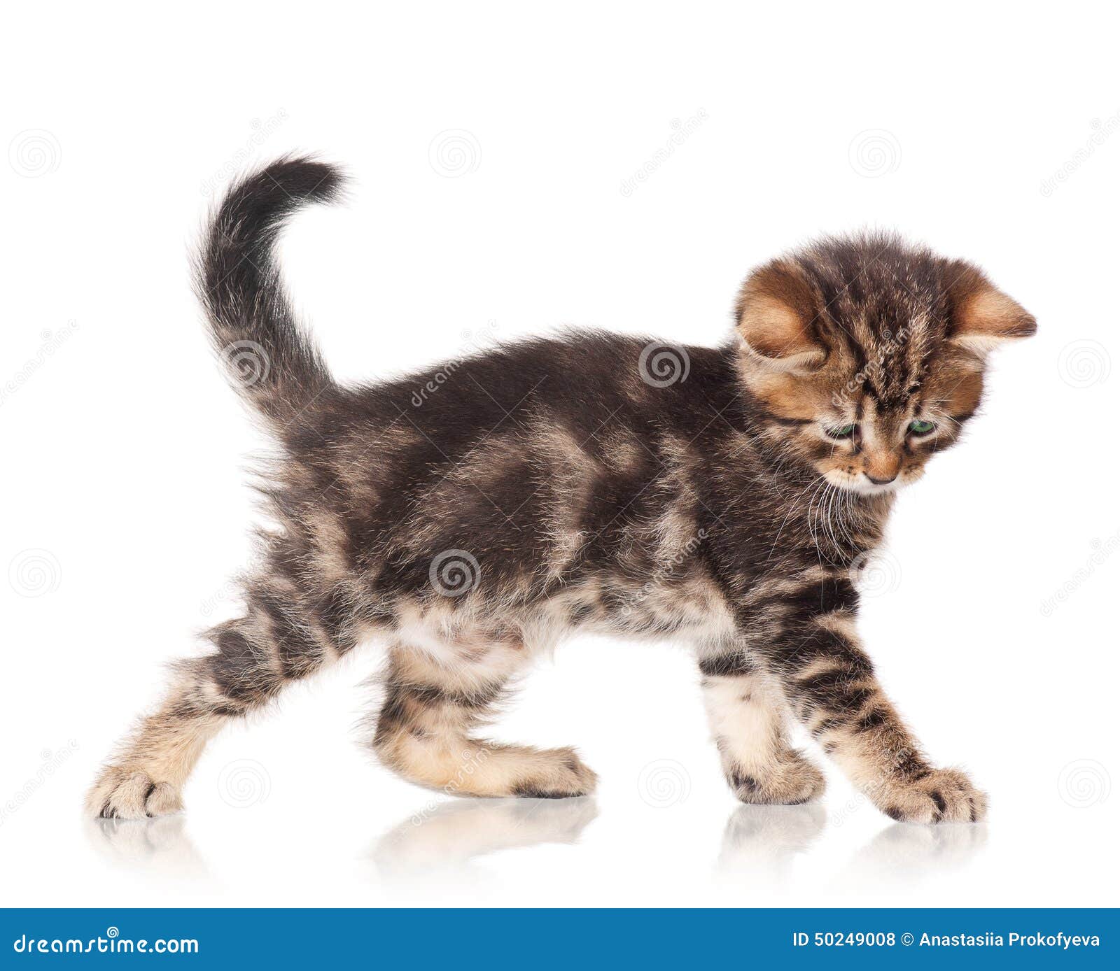 Cute kitten stock photo. Image of interested, mammal - 50249008