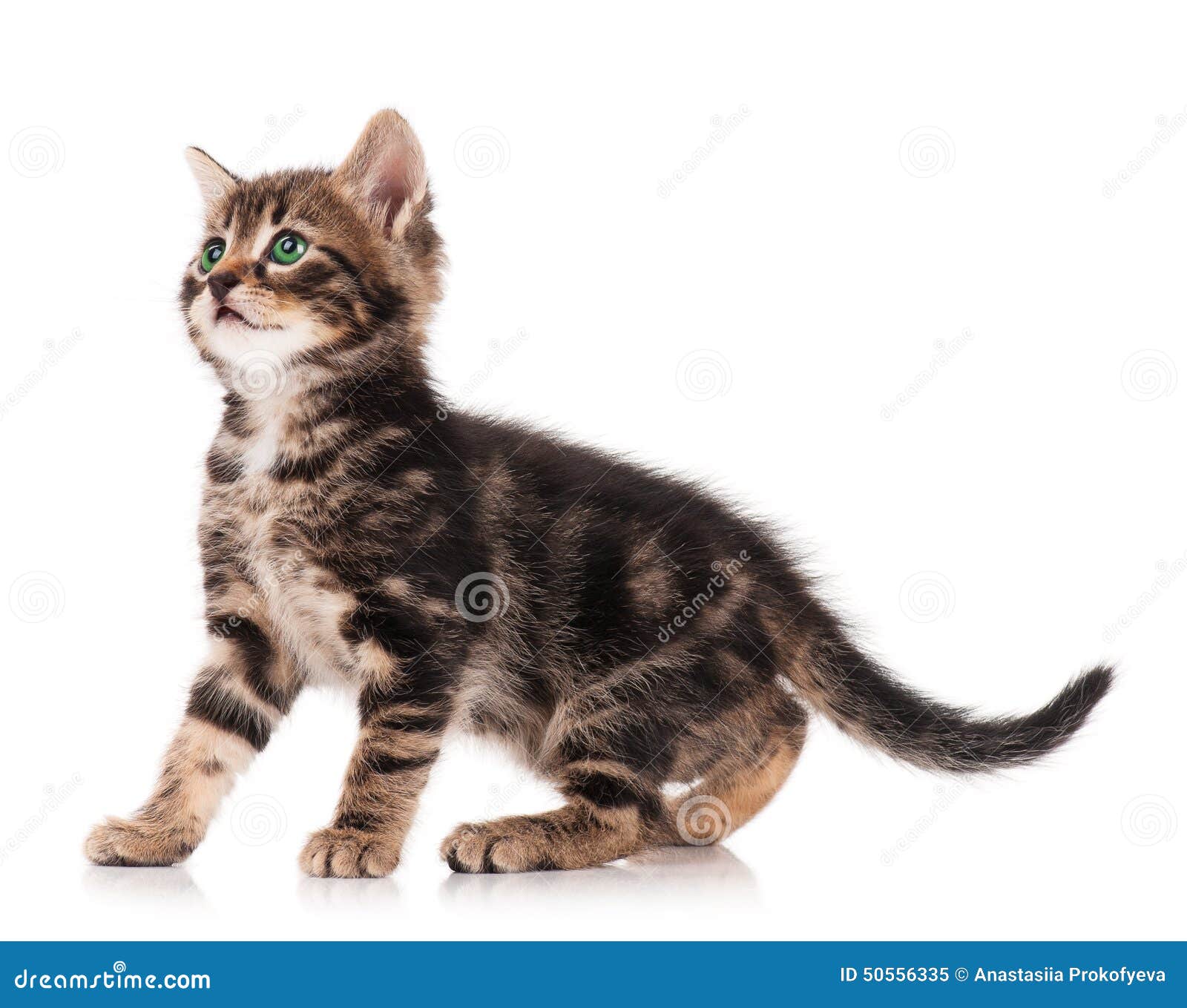 Cute Kitten Stock Photo - Image: 50556335
