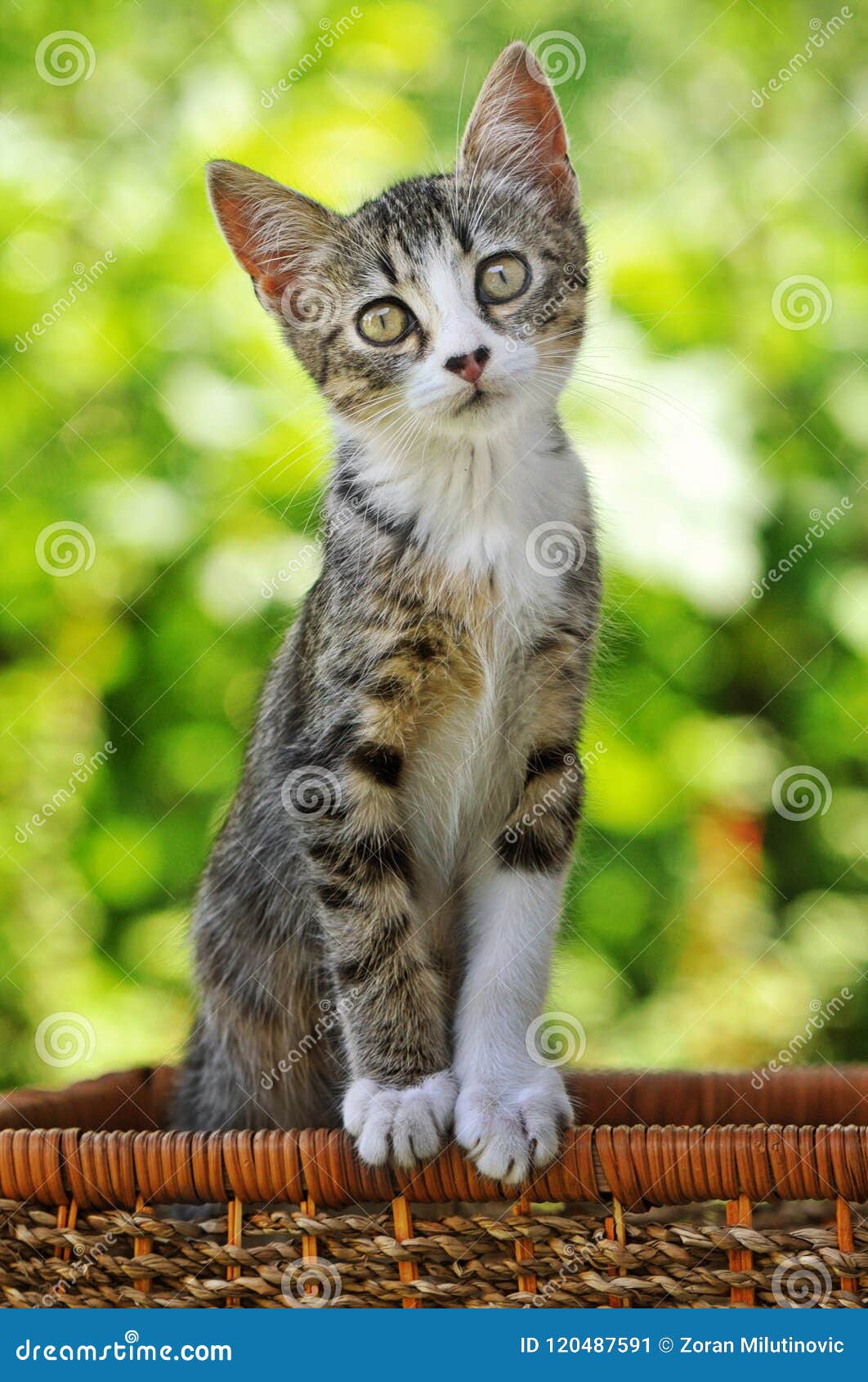 Cute kitten standing tall. stock image. Image of looking - 120487591