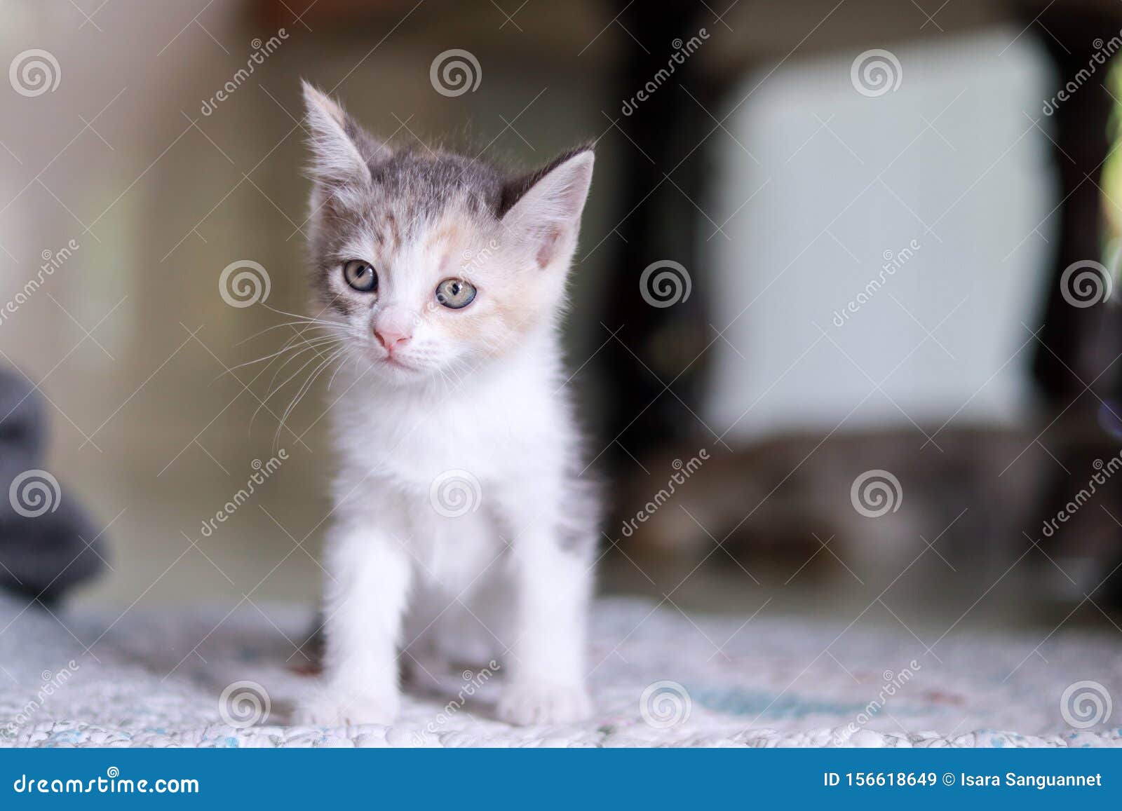 Cute Kitten Stands at Something Stock Image - Image of tabby, feline ...