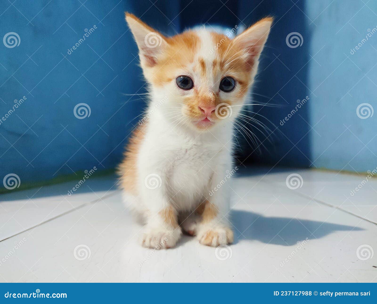A Cute, Cute Kitten is Staring Stock Photo - Image of copy, pets: 237127988