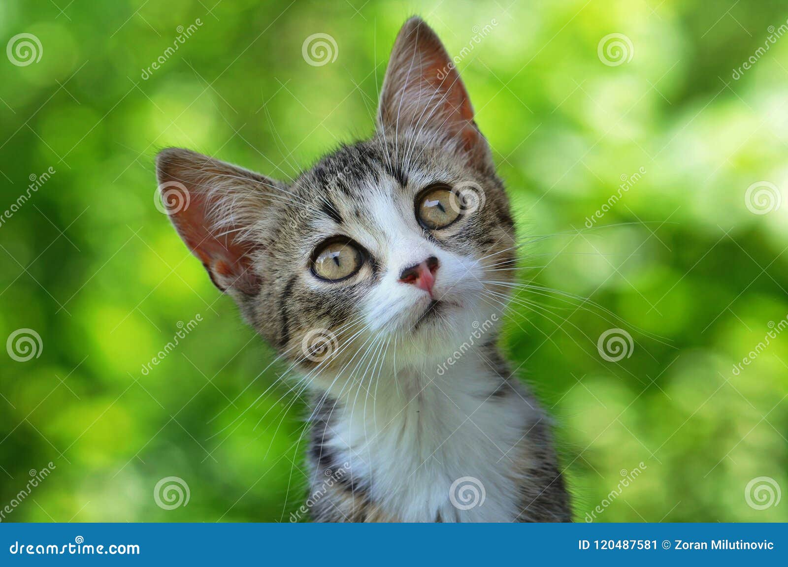 Cute Kitten Staring at Camera Stock Image - Image of kawaii, sleep ...