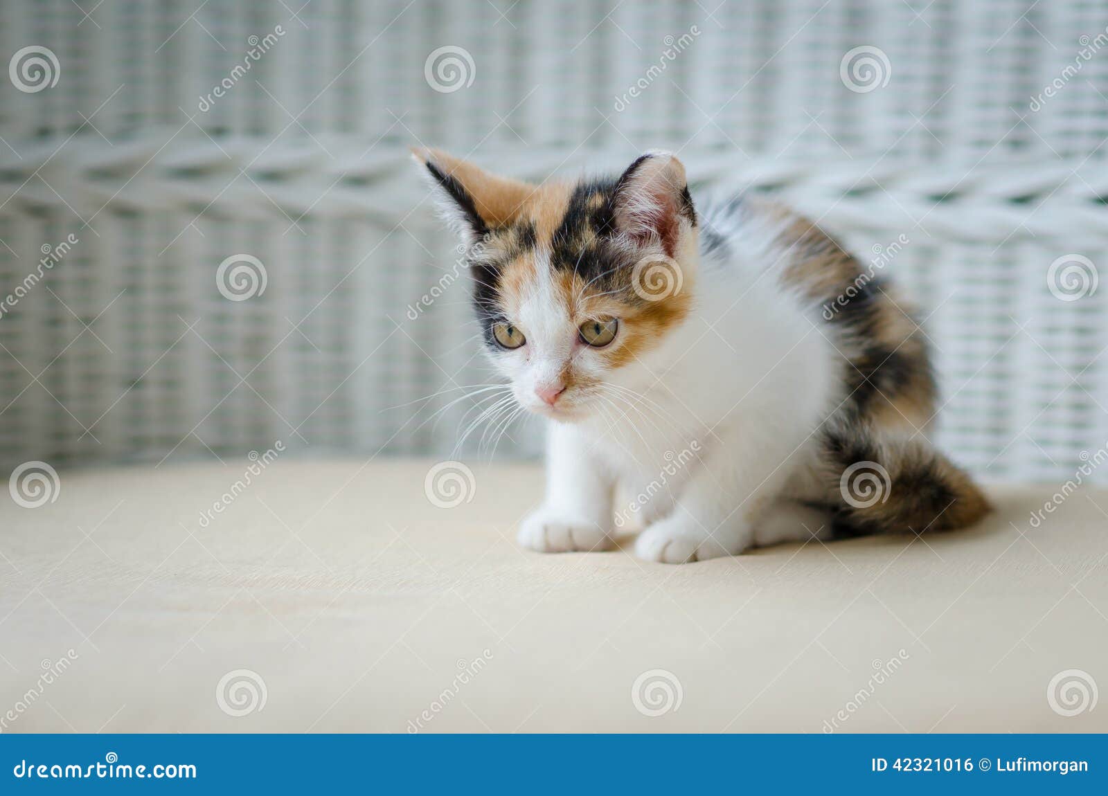 Cute kitten staring stock photo. Image of stare, domestic - 42321016