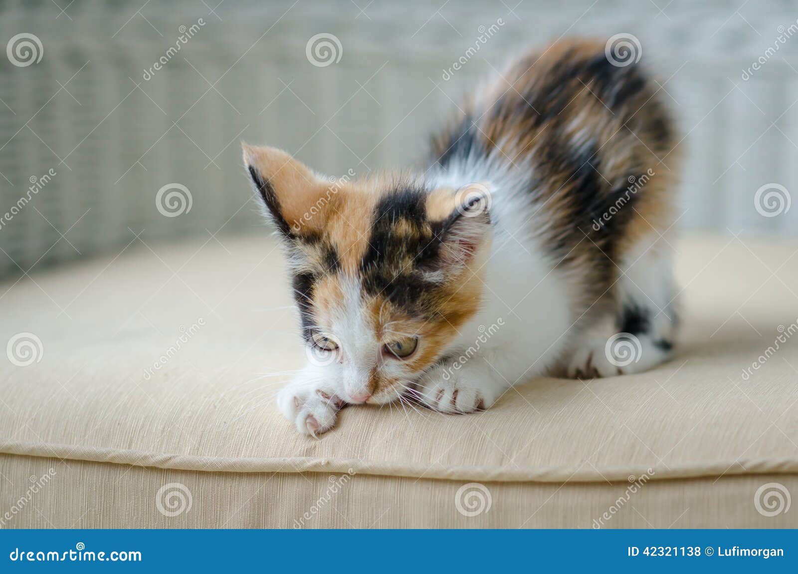 Cute kitten staring stock photo. Image of hunting, cleaning - 42321138