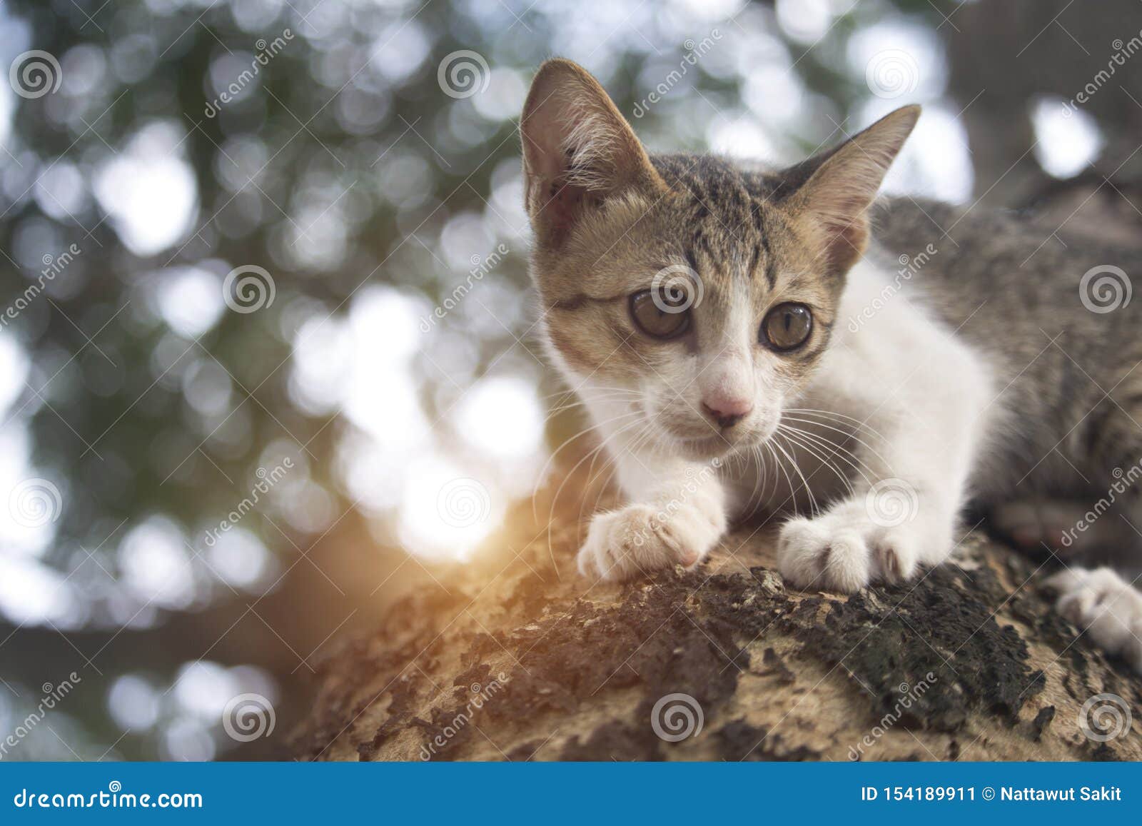 The Cute Kitten is Stuck on the Tree Stock Image - Image of flare, leaf ...