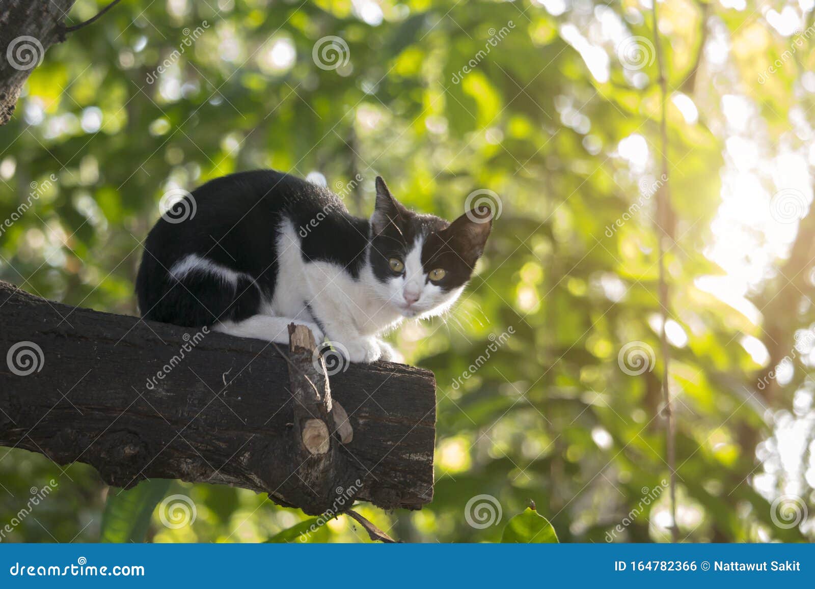 The Cute Kitten is Stuck on the Tree Stock Photo - Image of gray, look ...