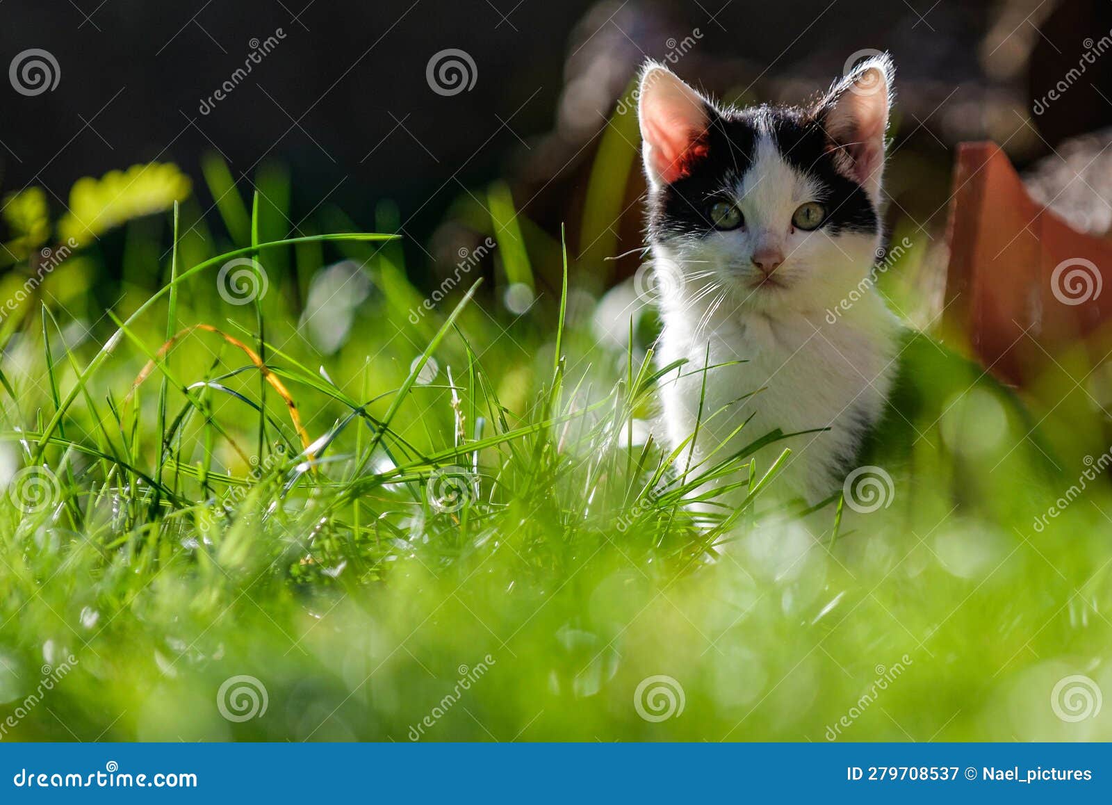 Cute Kitten into the Sunlight Stock Image - Image of whiskers, animal ...
