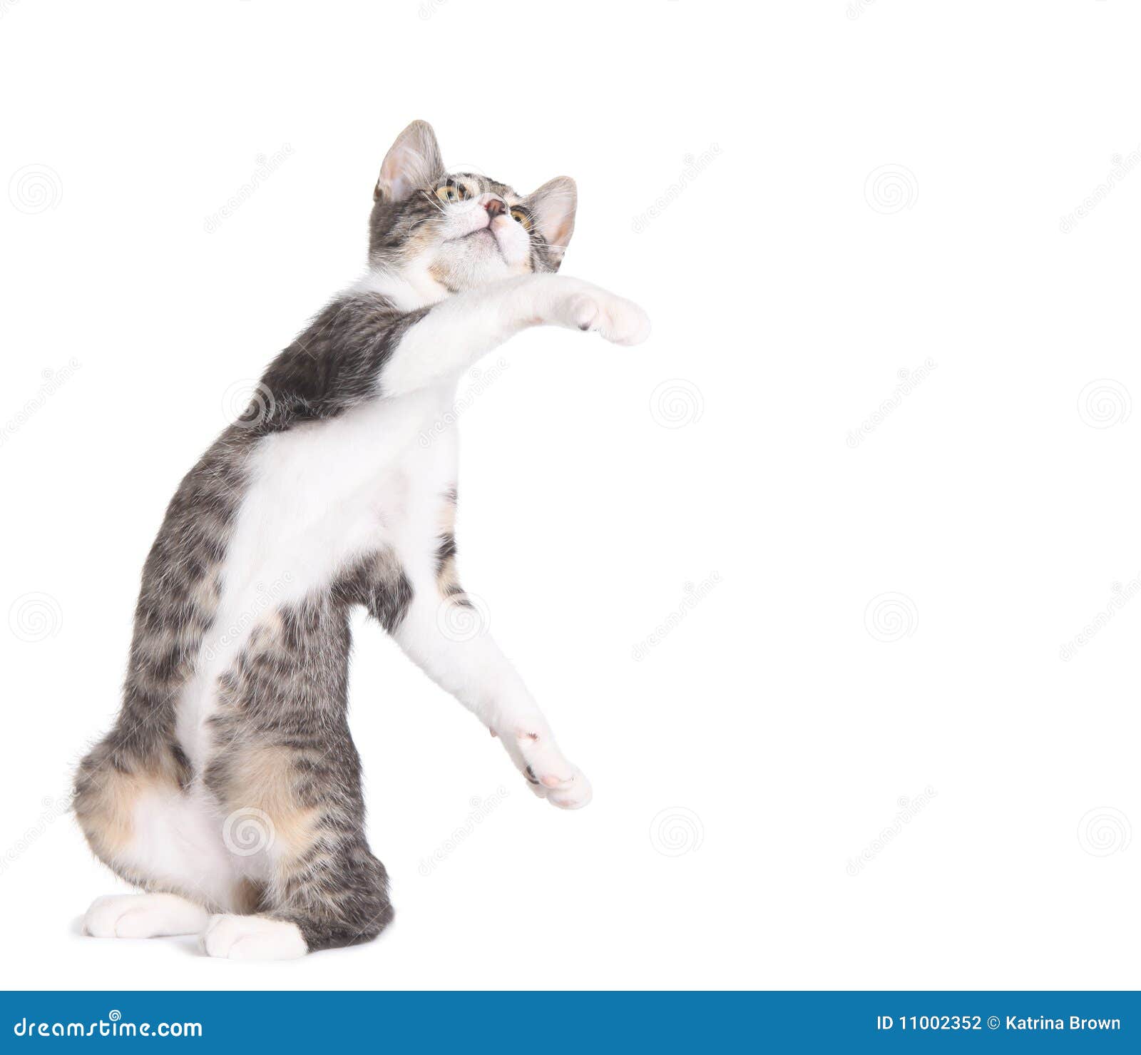 Cute Kitten Swatting at Something Stock Photo - Image of furry, feline ...