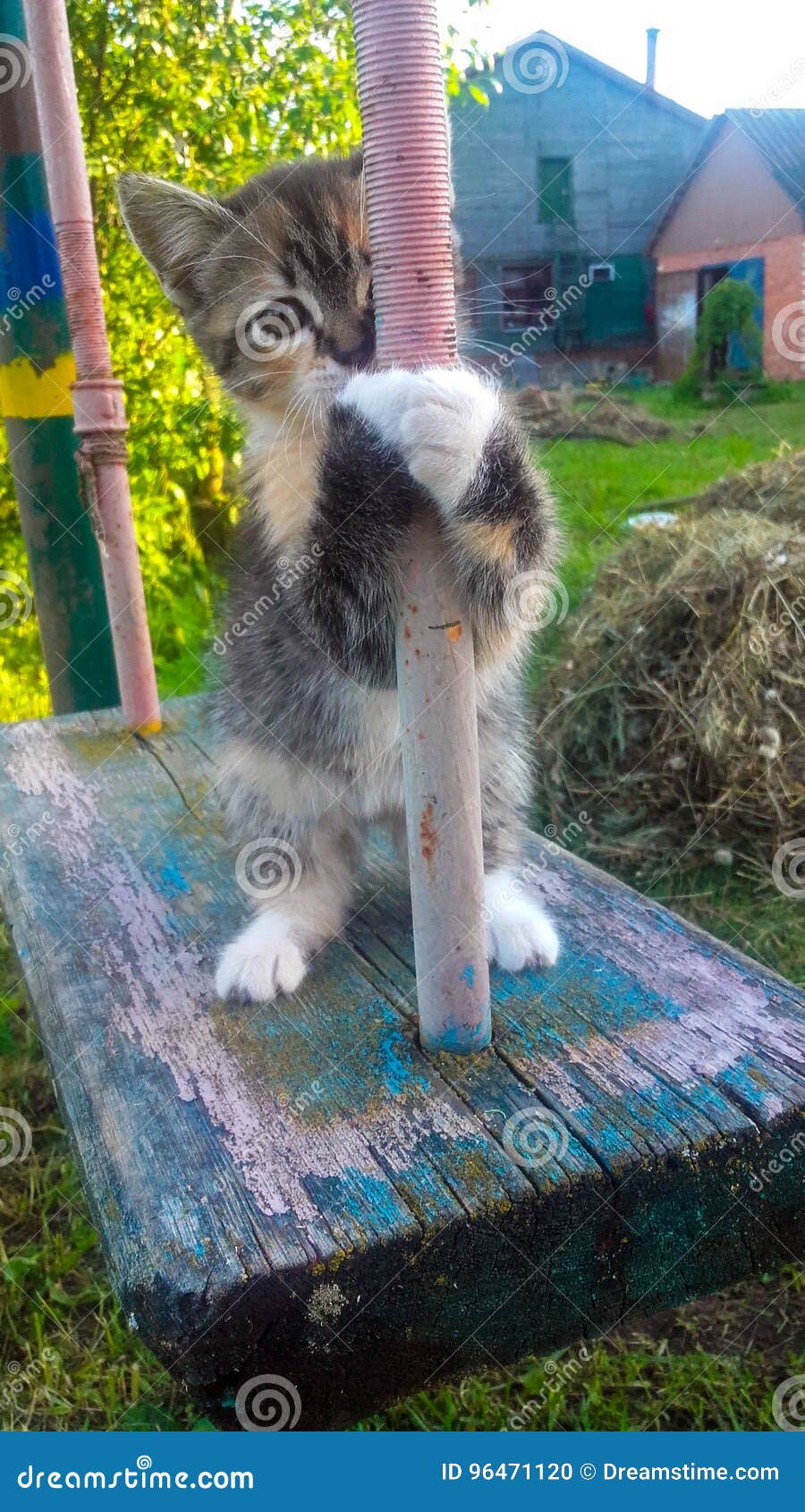 Cute Kitten on a Swing Waiting Stock Photo - Image of waiting, nature ...