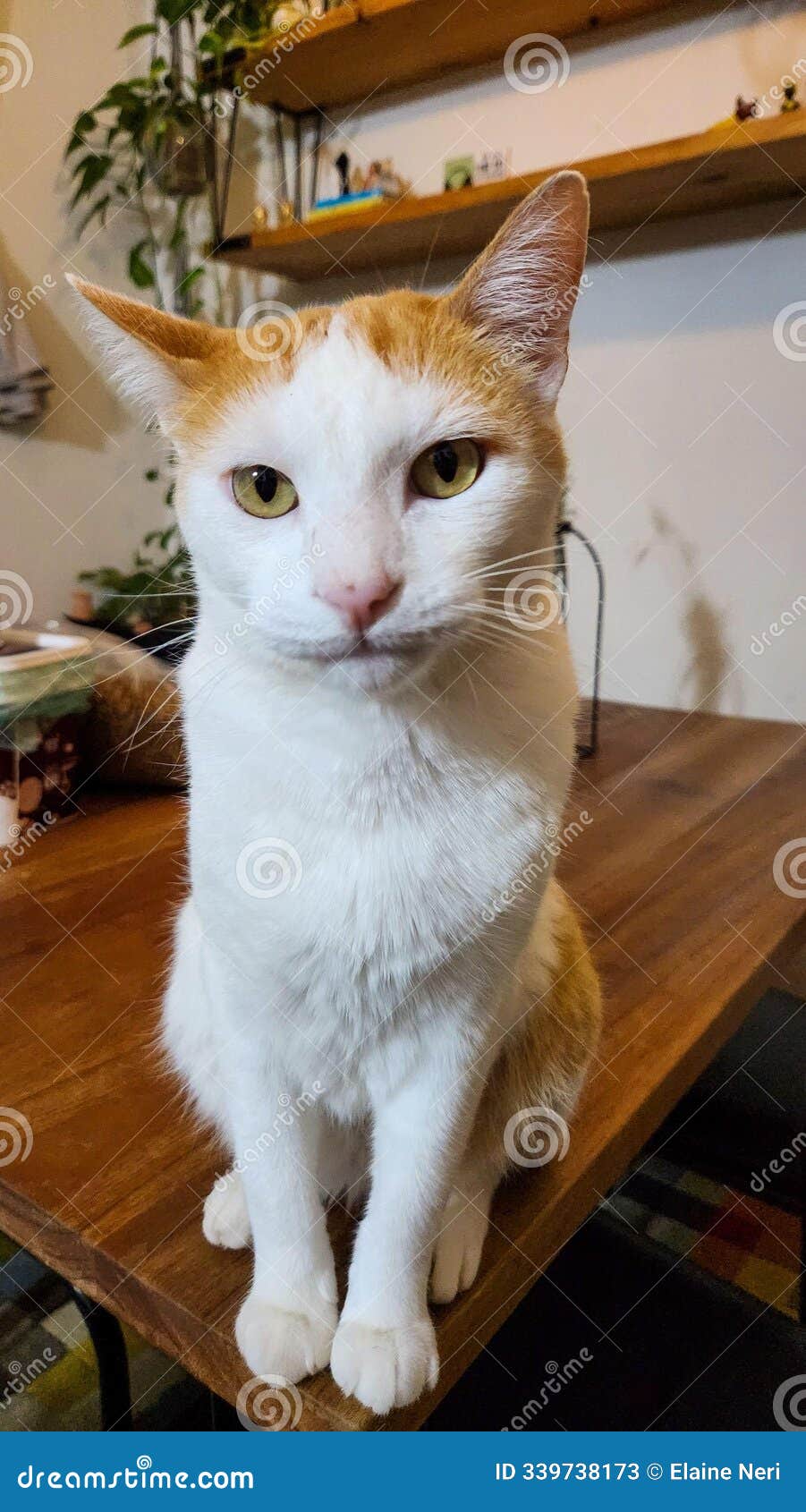 Cute Kitten on the Table Calmly Observing Its Surroundings Stock Image ...