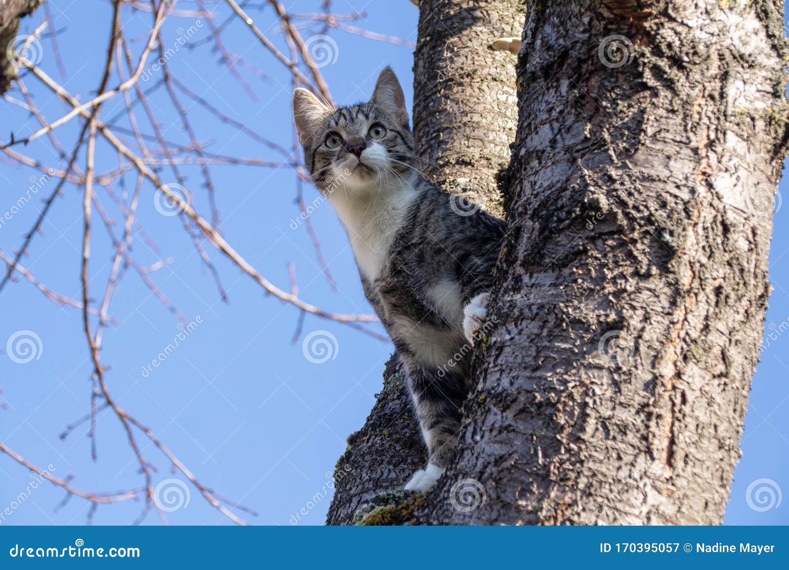 Cute kitten on tree stock image. Image of grey, kitten - 170395057