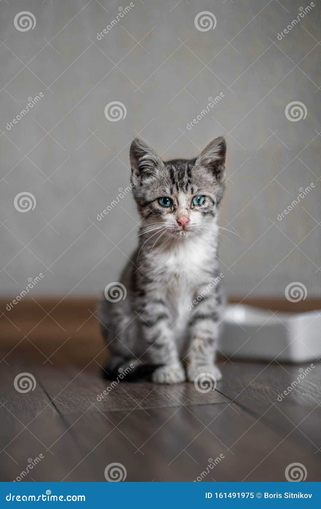 Cute kitten waiting stock image. Image of home, gray - 161491975