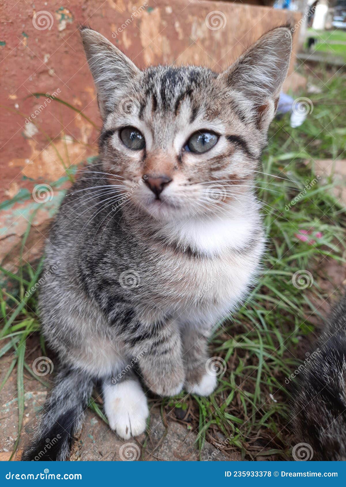 Cute Kitten Waiting for Mama Cat Stock Photo - Image of domestic, babay ...
