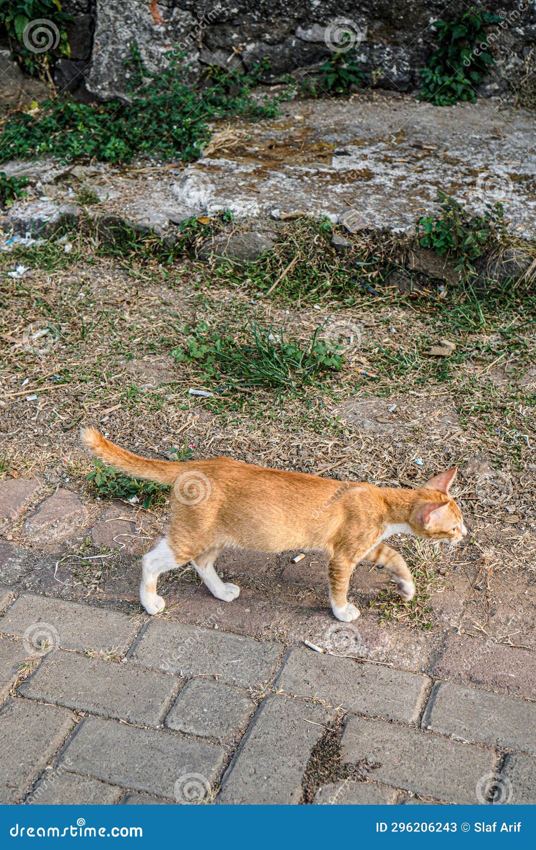 A Cat that is Walking with a Stomp Stock Image - Image of mammal ...