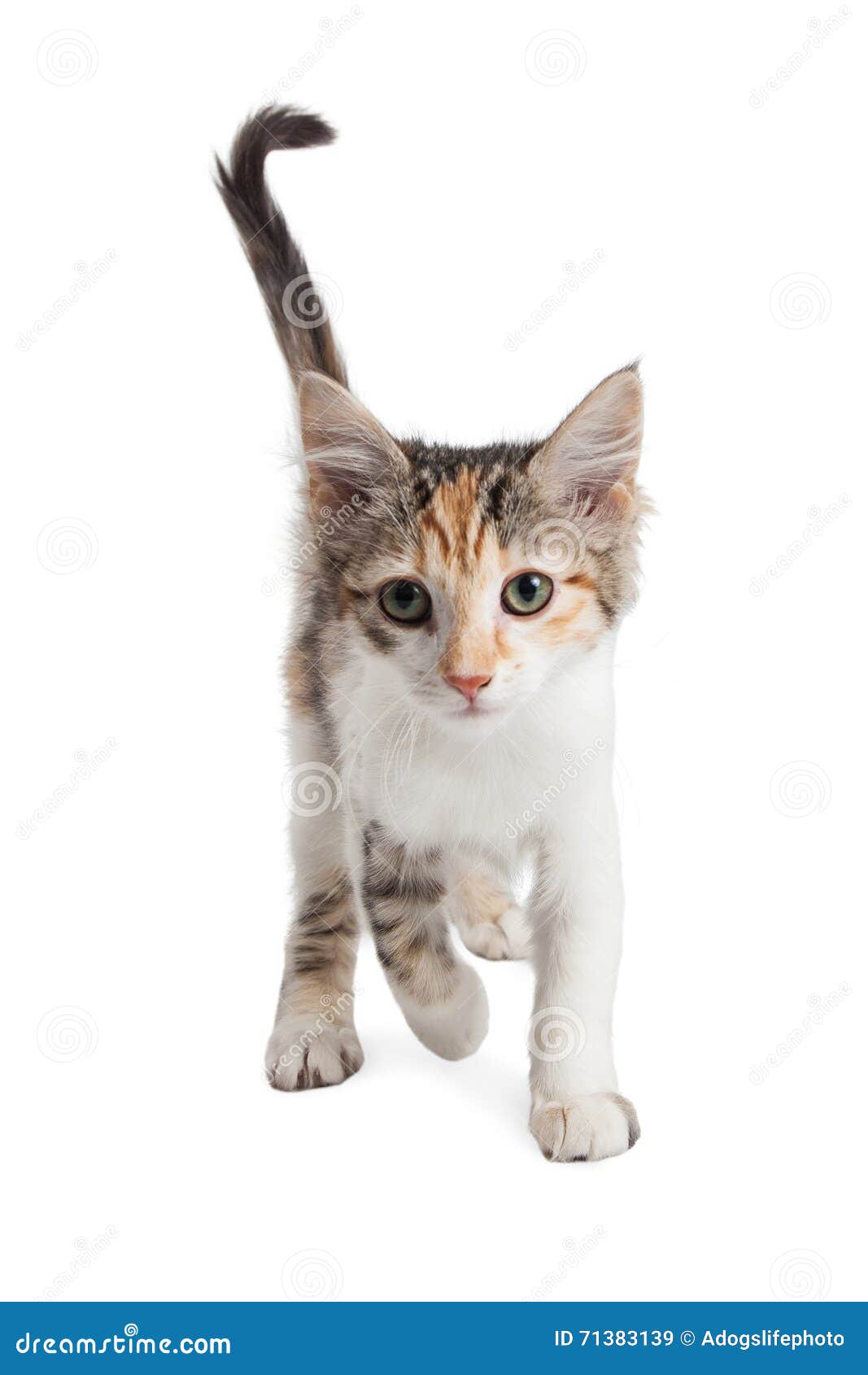 Cute Kitten Walking Forward Over White Stock Image - Image of indoors ...