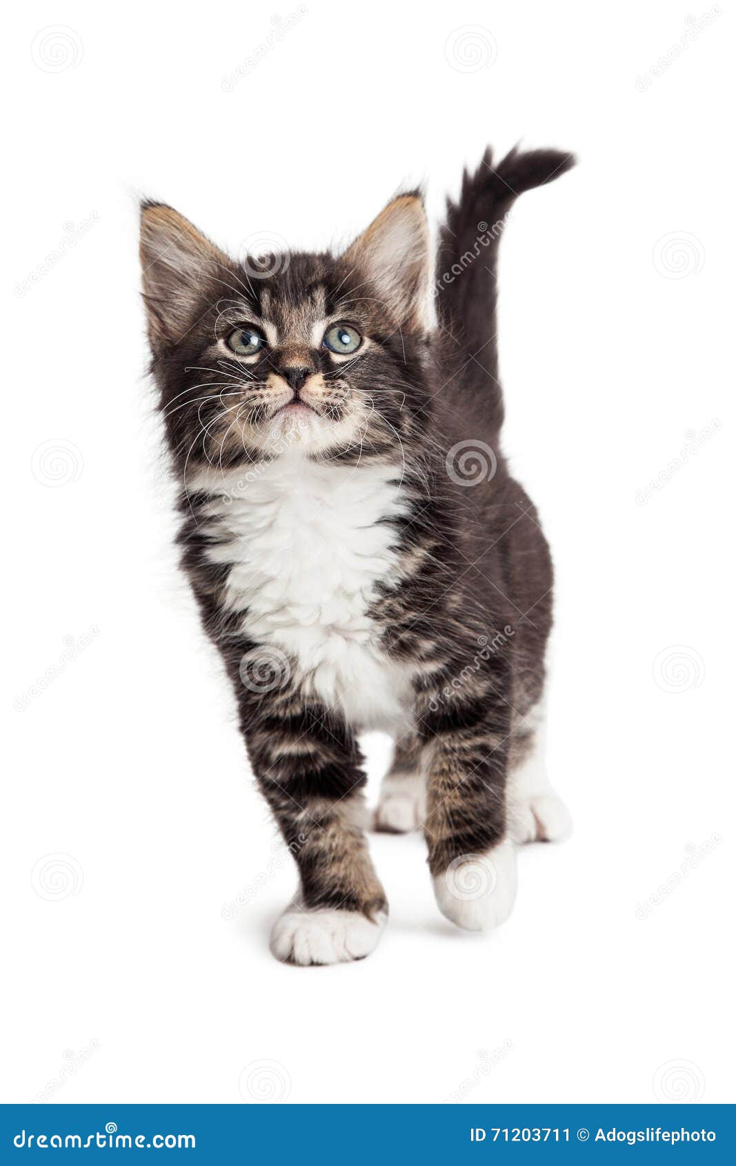 Cute Kitten Walking Forward on White Stock Image - Image of young ...