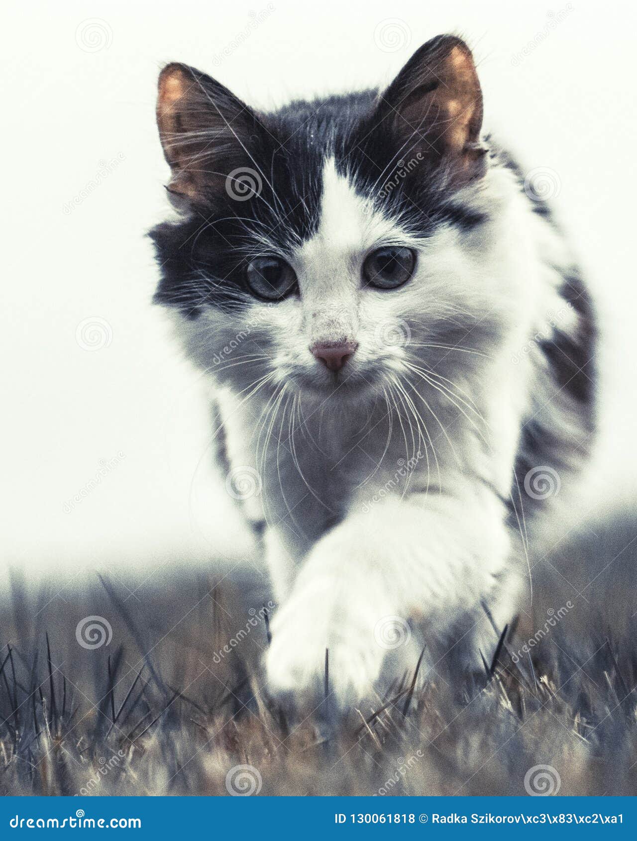 Cute Kitten Walking on Grass Stock Photo - Image of kitten, flea: 130061818