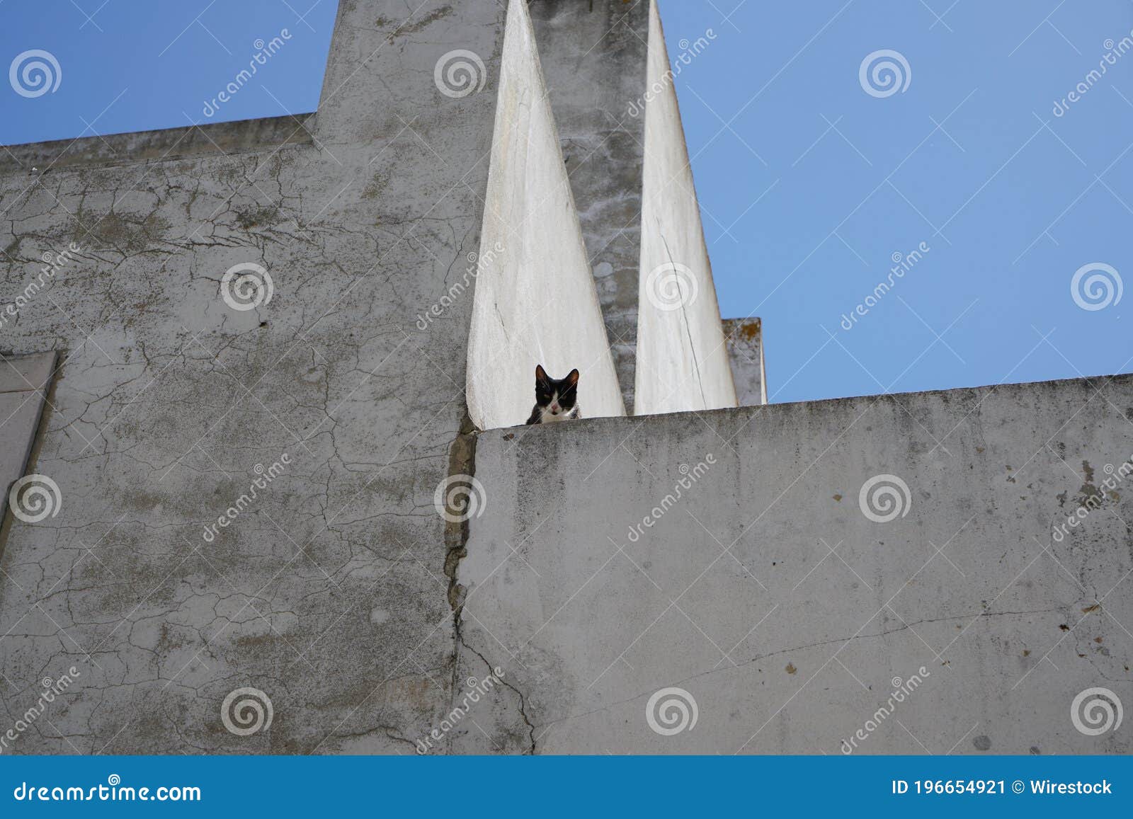 Cute kitten on a wall stock image. Image of playful - 196654921
