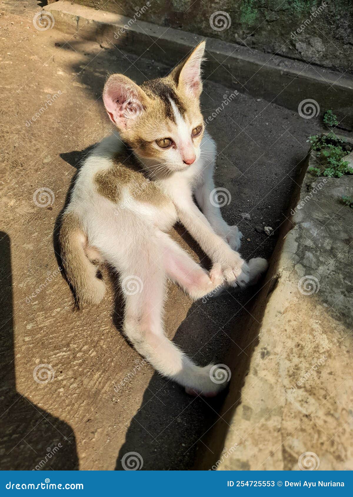 A Cute Kitten in the Warm Morning Sun Stock Image - Image of animal ...