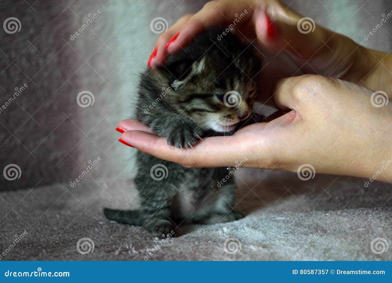 Cute Kitten Who`s Just Recently Born Stock Image - Image of small, baby ...