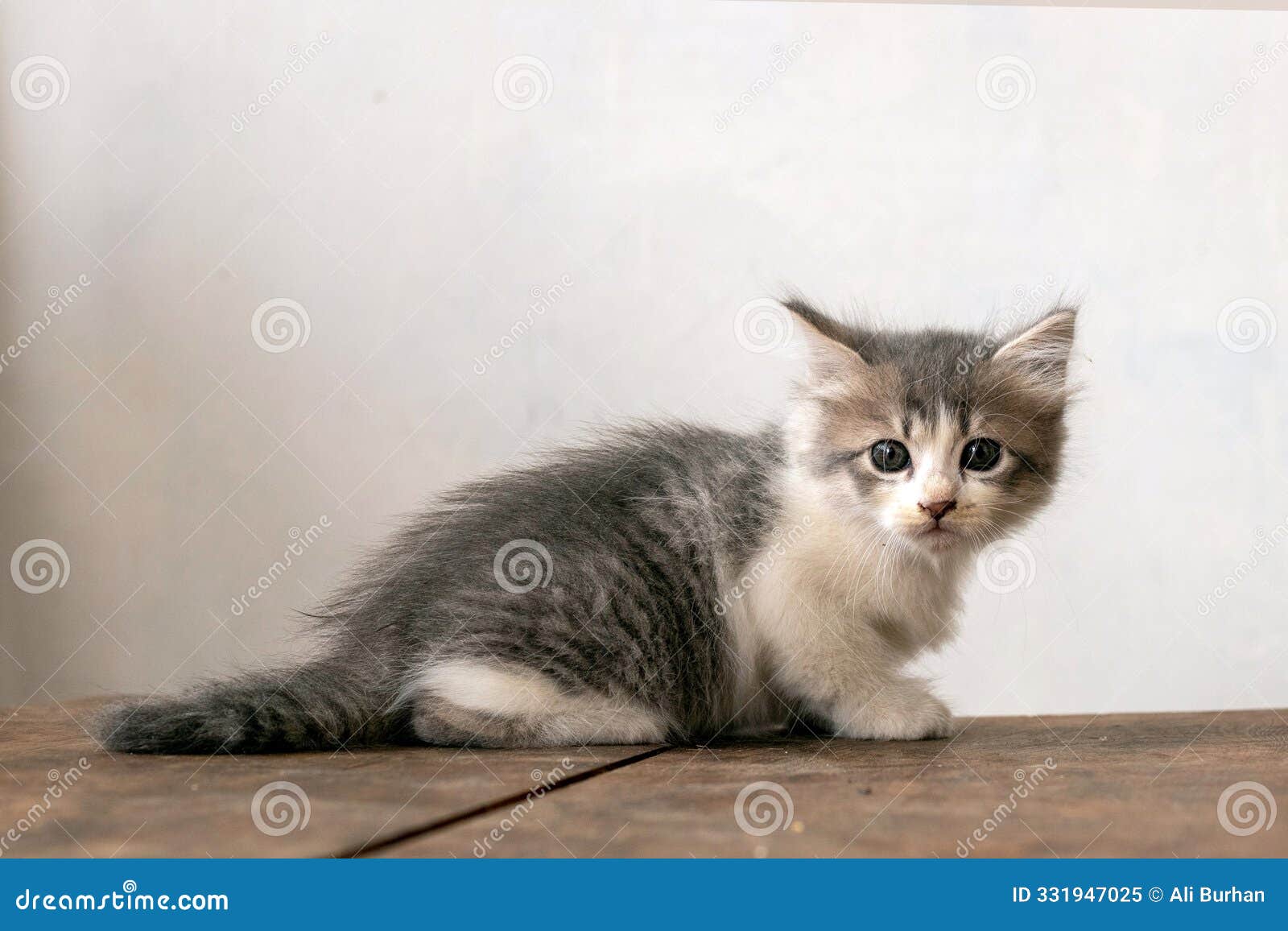 A Cute Kitten on Wooden Table Looking at Camera Stock Image - Image of ...