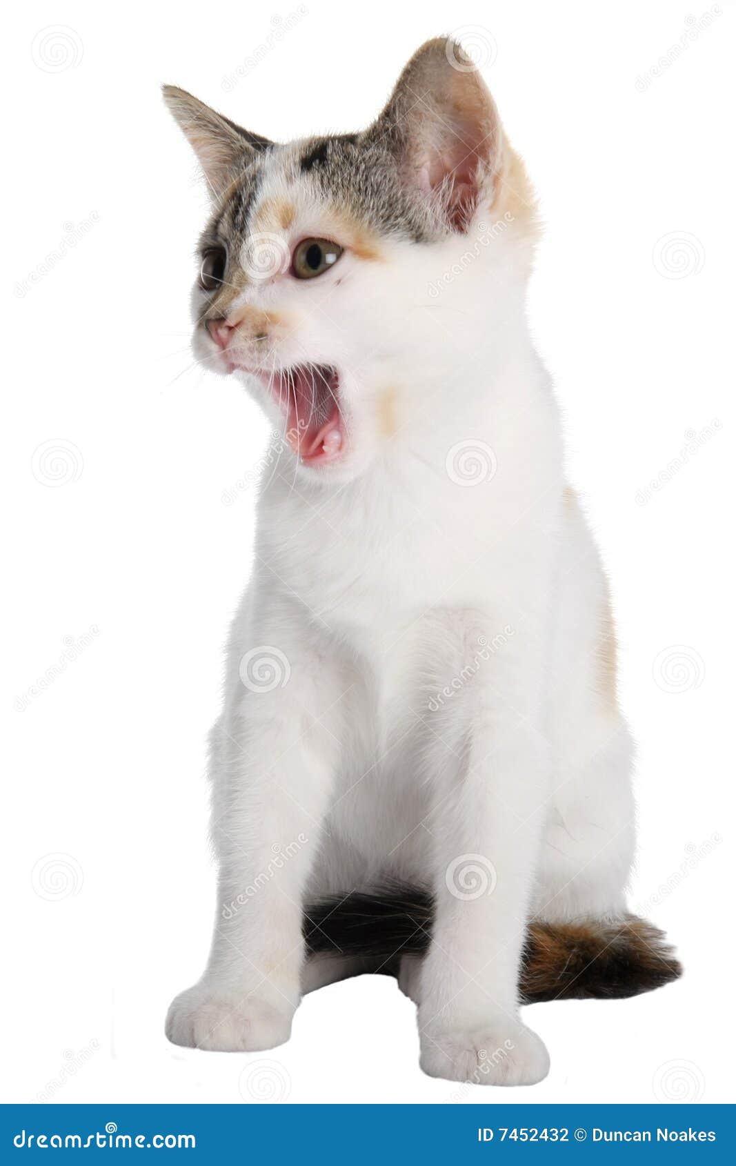 Cute Kitten Yawn stock photo. Image of yawning, standing - 7452432