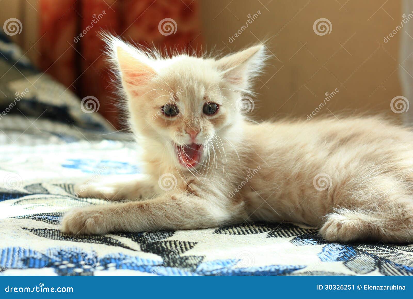 Cute kitten yawning stock image. Image of portrait, nose - 30326251