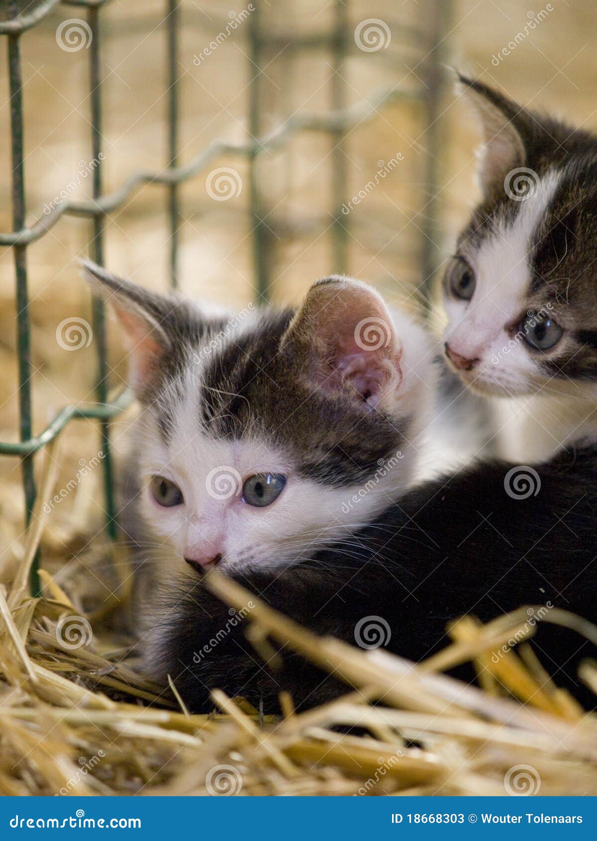 Farm Cat And Kittens With Old Vintage Farm Tractor Wheels Royalty-Free ...