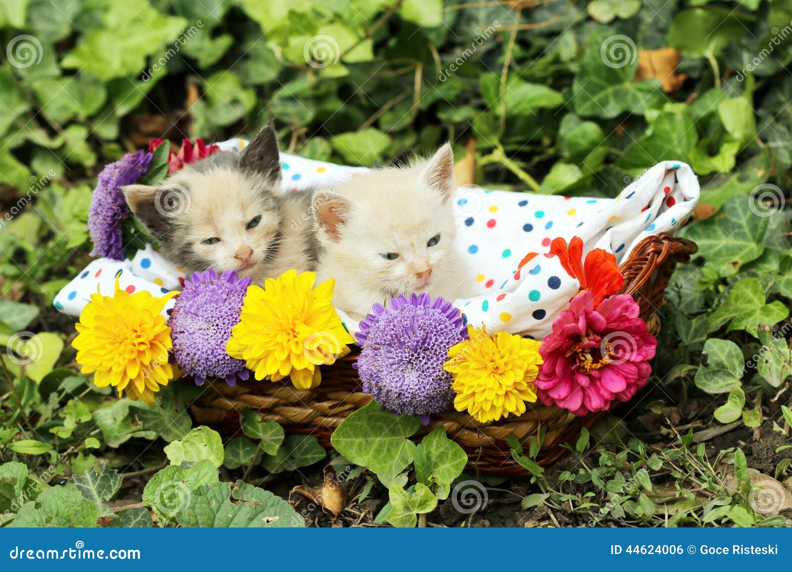 Cute kittens in basket stock photo. Image of cute, outside - 44624006