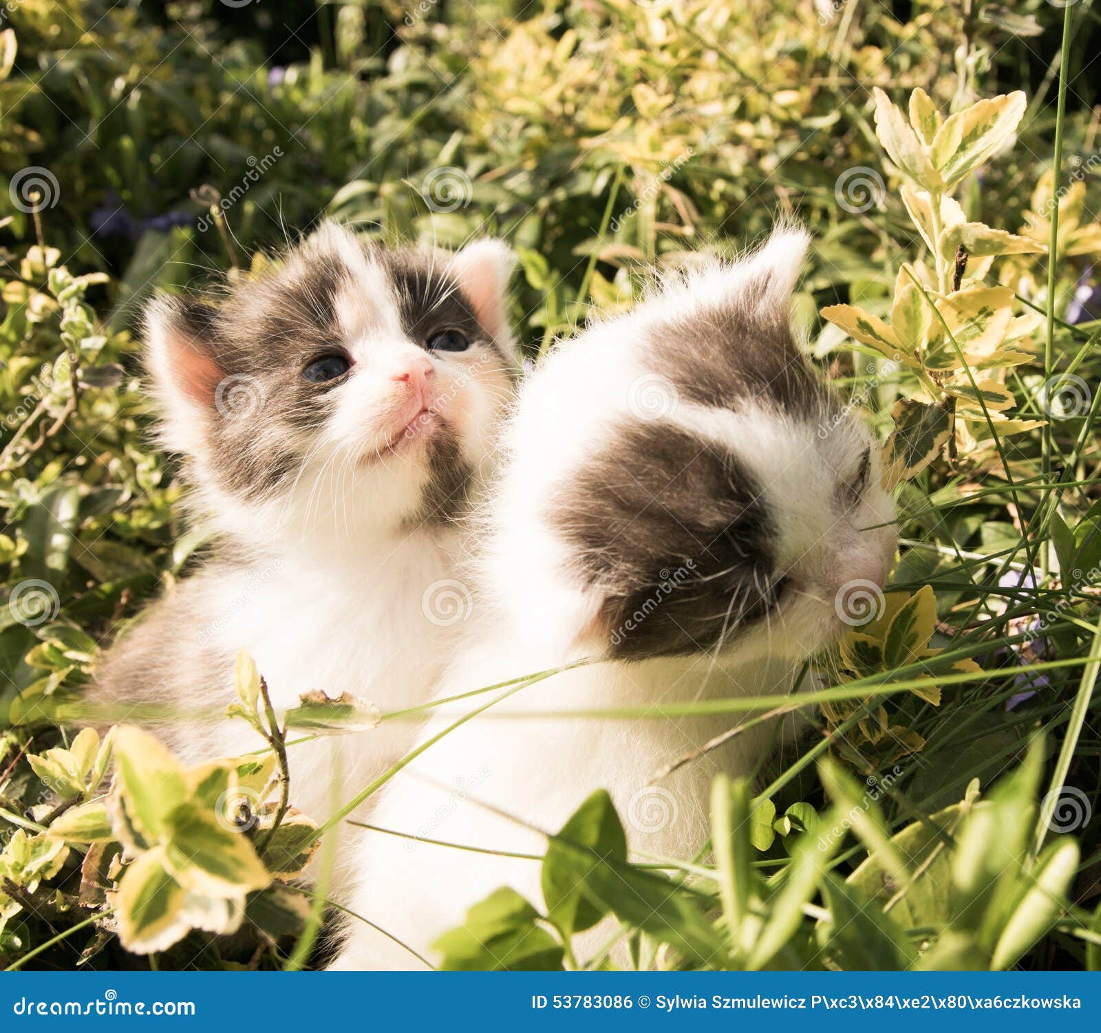 Cute kittens stock photo. Image of smile, spring, white - 53783086