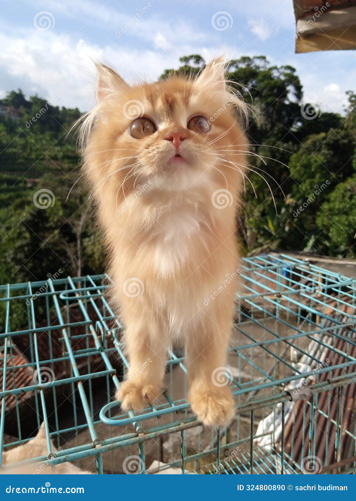 Cute Kittens are Liked by Many People Stock Photo - Image of kittens ...