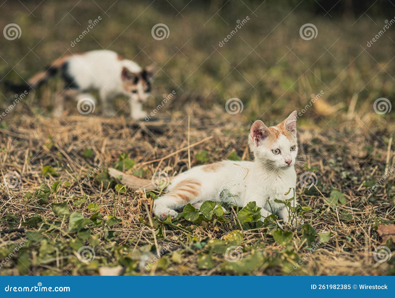 Cute Kittens Playing on the Field Stock Image - Image of animal, kitten ...