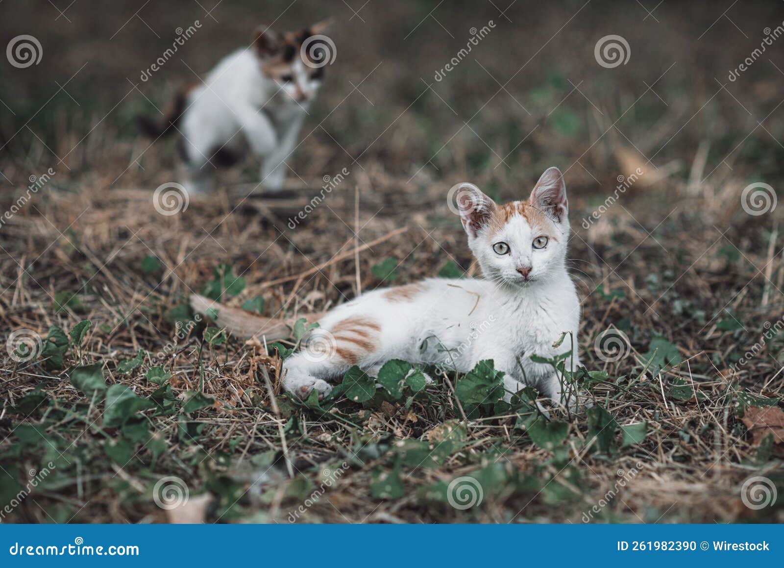 Cute Kittens Playing on the Field Stock Photo - Image of cute, portrait ...