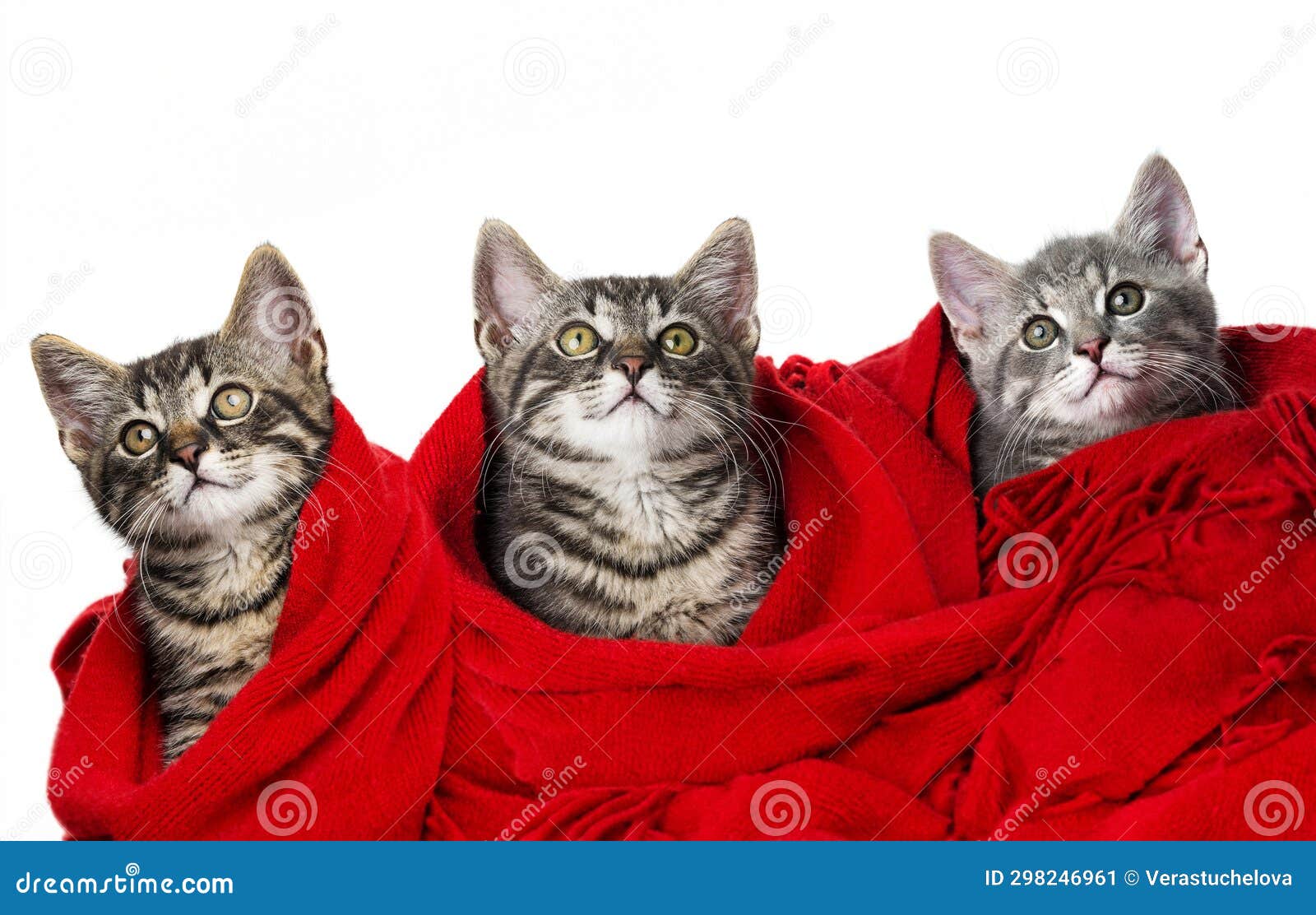 Three Cute Kittens with a Red Scarf Stock Image - Image of family ...