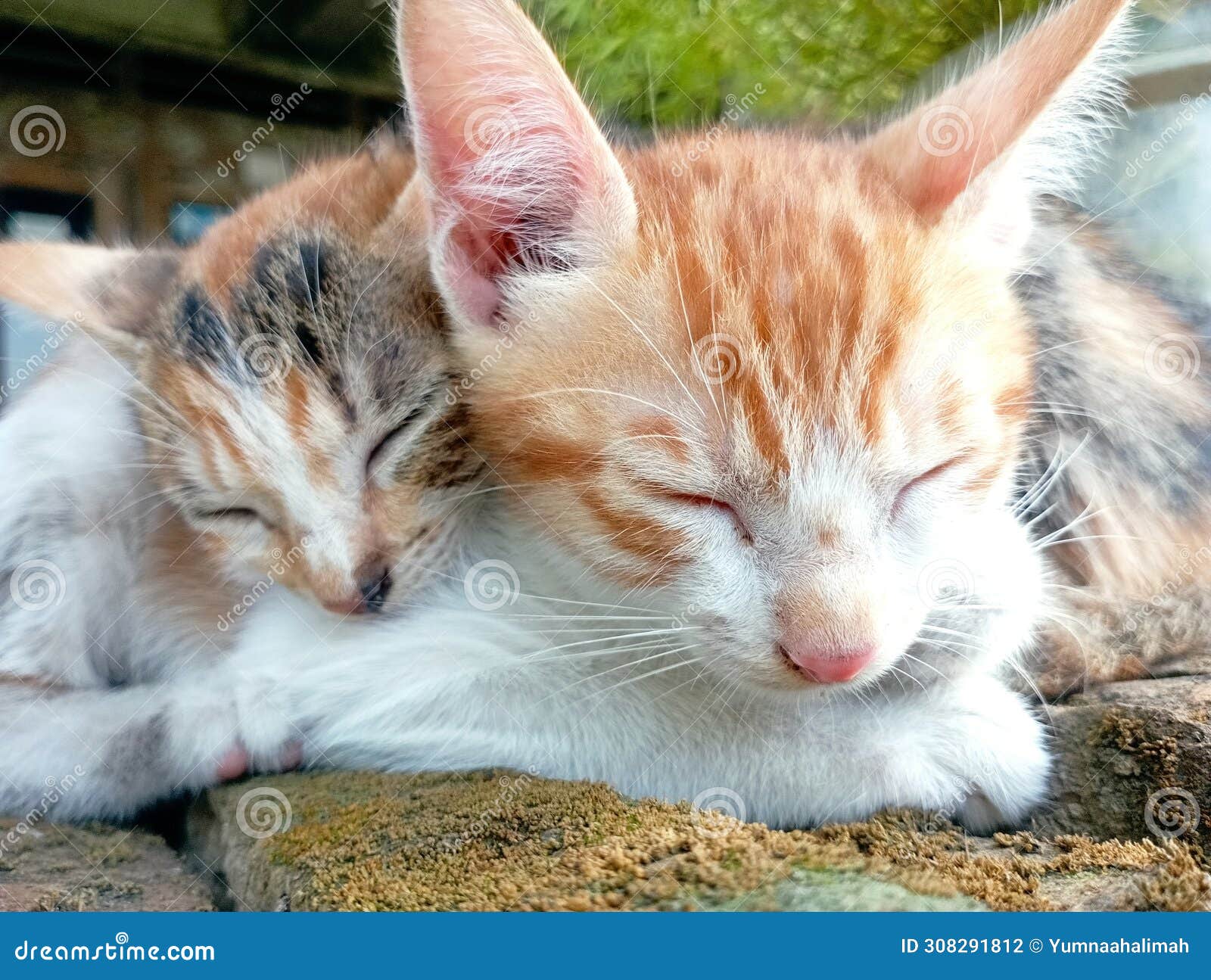 Cute kittens, sibling cats stock photo. Image of kemba - 308291812