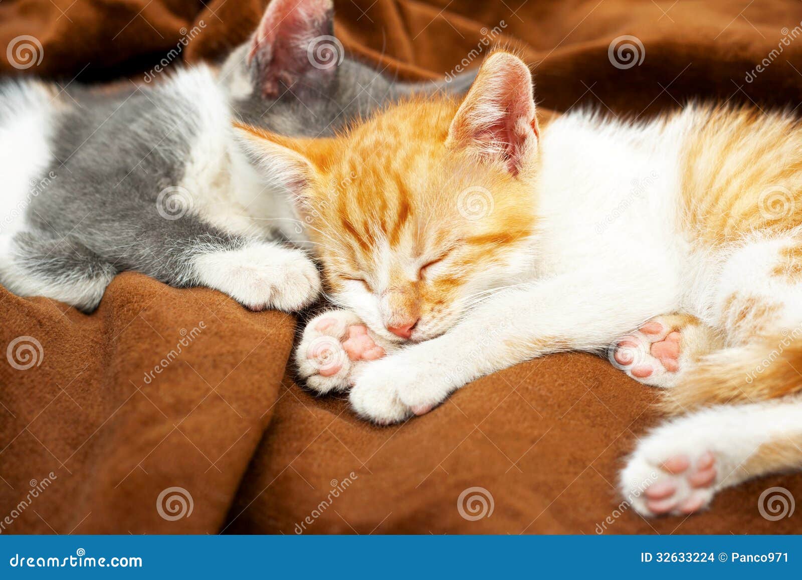 Cute kittens sleeping stock photo. Image of animals, feline - 32633224