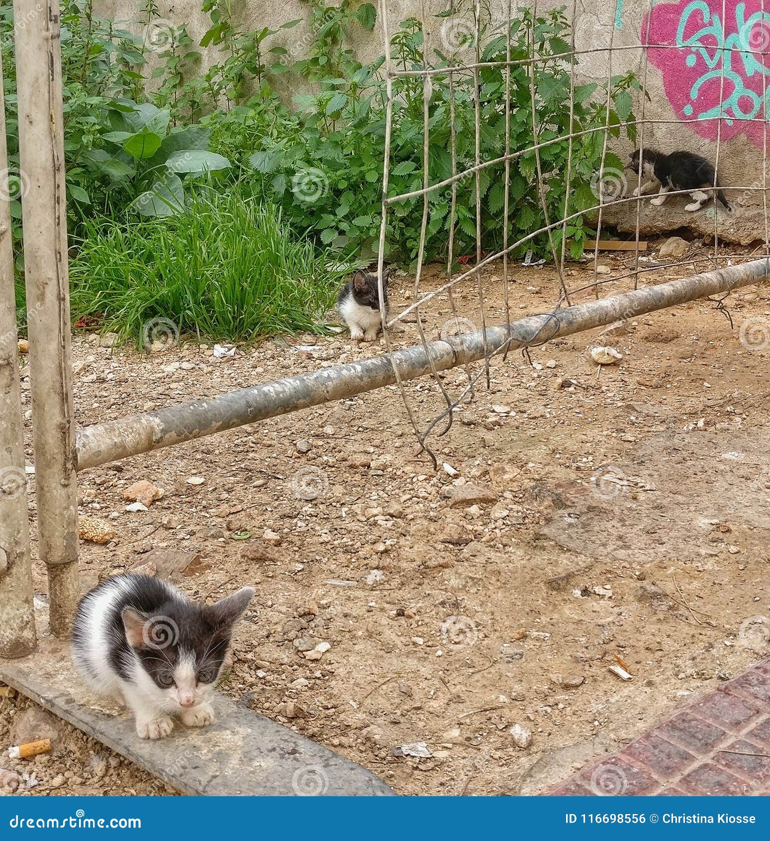 3 kitties stock photo. Image of green, cute, newborn - 116698556