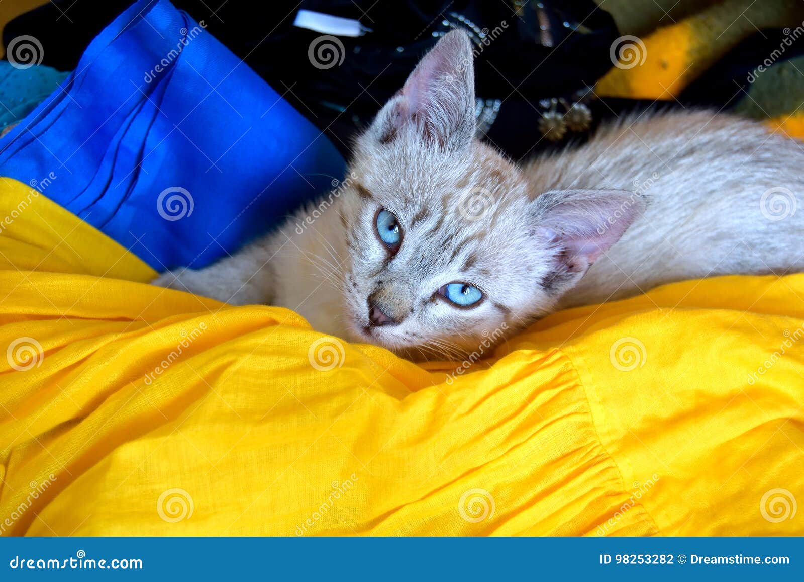 Cute kitty stock photo. Image of yellow, animals, mammals - 98253282