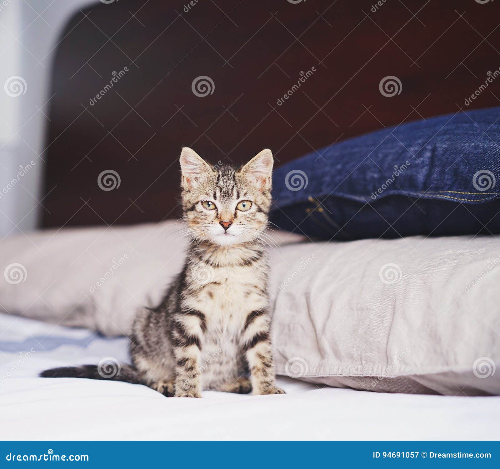 Cute kitty stock image. Image of mammal, savannah, pattern - 94691057