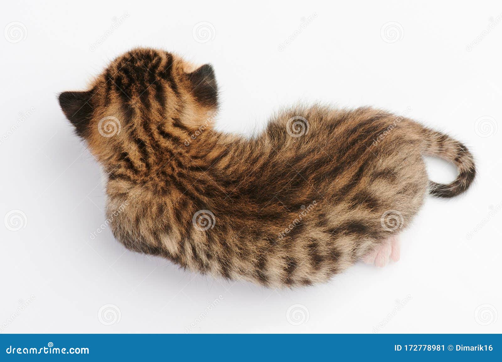 Cute kitty cat stock image. Image of space, mammal, striped - 172778981