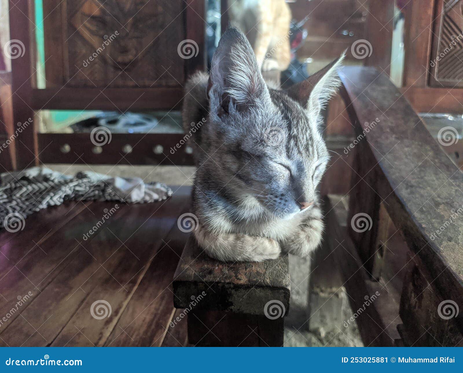 Cute Kitty cat in cheer stock image. Image of carnivore - 253025881